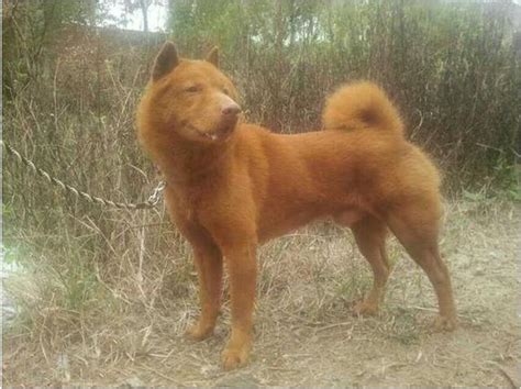 潮州犬图片 潮州大头犬 广东潮州犬 大山谷图库
