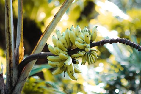 Nuclear Technology Could Save Bananas From Disease World Economic Forum
