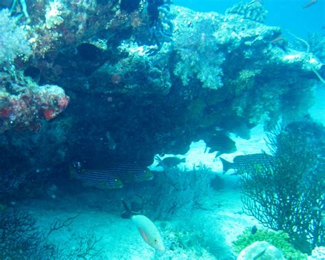 Cybercaptain Diving Nassimo Thila