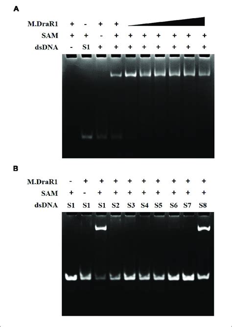 Emsa Analysis Of Dna Binding By Mdrar1 A Mdrar1 Binding
