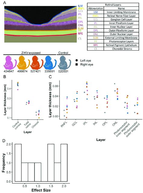 Ocular And Retinal Layer Thicknesses Measured By Optical Coherence Download Scientific Diagram