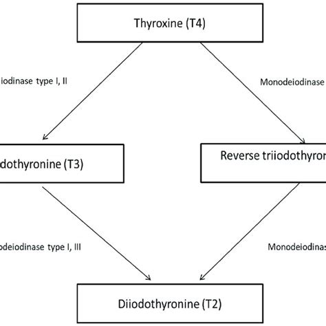 Thyroid Deiodinases Download Scientific Diagram