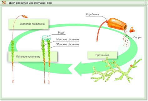 Установите последовательность жизненного цикла мха кукушкина льна фото