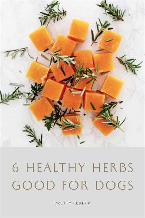 6 Healthy Herbs Good For Dogs Pet Health And Wellbeing Pretty Fluffy