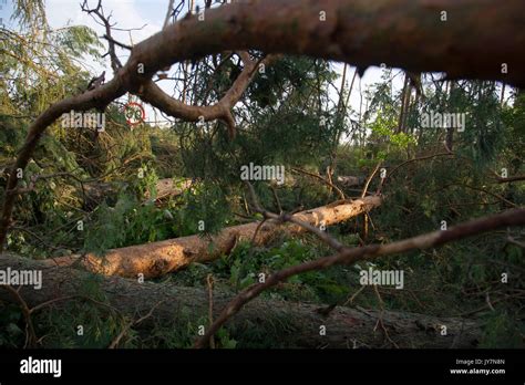 Fallen Trees In Forest Caused By Extremely High Wind Speed During The Storm A Few Days Ago In