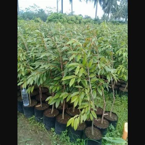 Jual Bibit Durian Musangking Montong Bawor Matahari Hitam