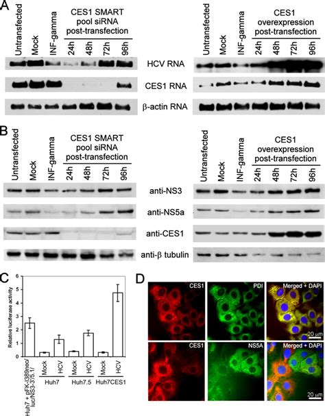 The Abundance Of Ces1 Modulates Hcv Replication Levels In Huh7 Cells