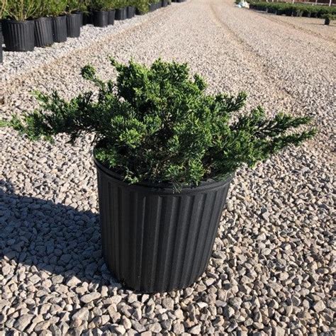 Juniperus Squamata Expansa Parsonii ~ Parsons Juniper Gobuyplants