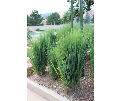 Colorado Springs Utilities Xeriscaping Northwind Switchgrass