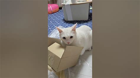 얼굴만 안보이면 몸이 안보인다고 생각하는 비만냥이 Youtube