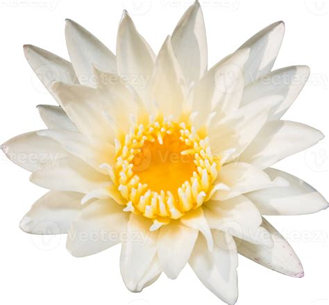 Flor Branca Isolada 11027355 Png