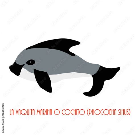 Vaquita Marina Blue Whale Sealife Vector Illustration Vector De Stock