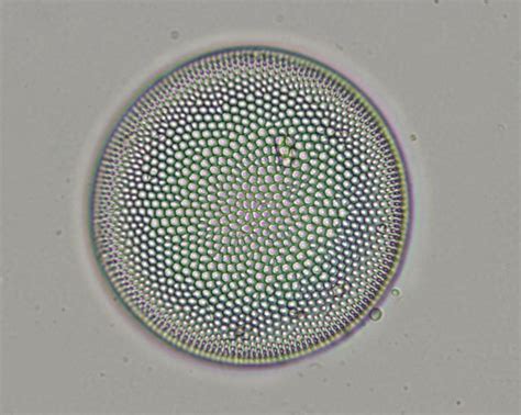 Coscinodiscus Light Micrograph Microscopic Diatom Patterns In Nature
