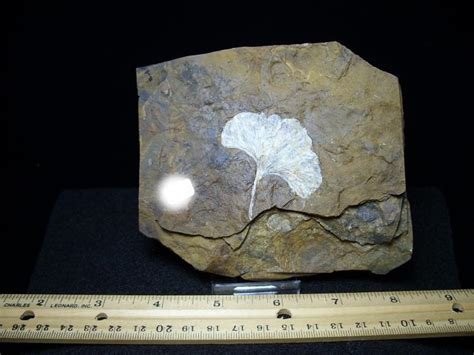 Fossil Ginkgo Leaf 112018c The Stones And Bones Collection
