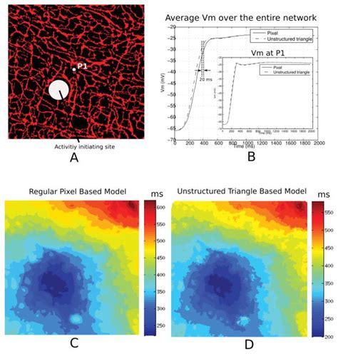 Tissue Specific Simulations Of Interstitial Cells Of Cajal Networks