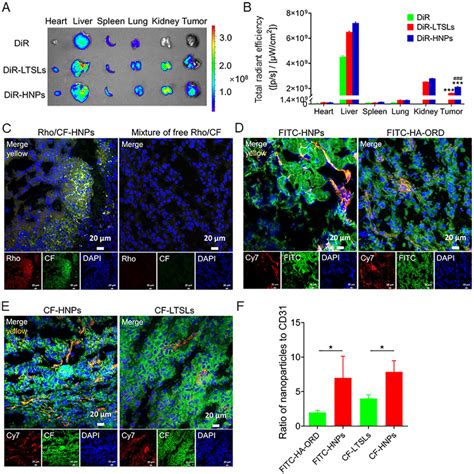 Tissue Biodistribution And Tumor Penetration A And B Biodistribution