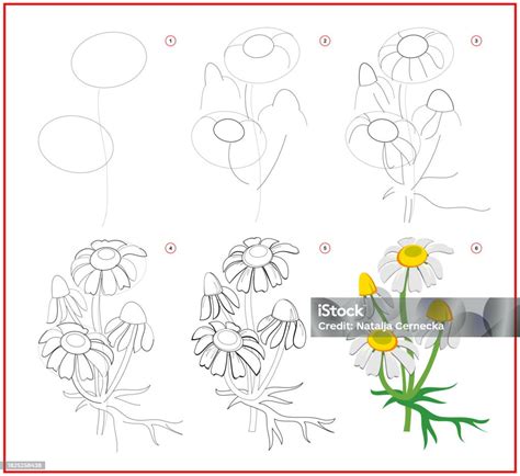 카모마일의 꽃을 단계별로 그리는 방법을 배우는 방법을 보여줍니다 아이들의 그림 그리기와 색칠 기술 개발 어린이 학교 연습장을 위한 인쇄 가능한 워크시트 평면 벡터 그림입니다