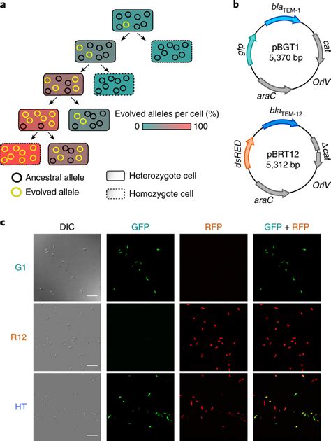 Conceptual And Experimental Models A Scheme Of The Plasmid Replication Download Scientific
