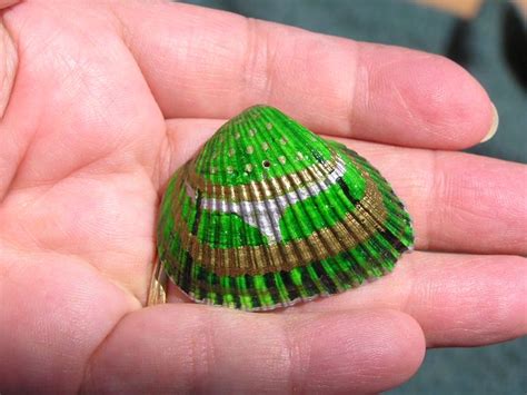 Ponderous Ark Seashell J Shop Cedarbreezes