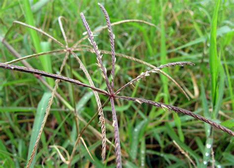 African Star Grass