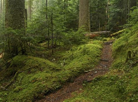 Secondary Forests What Are Characteristics Flora And Fauna