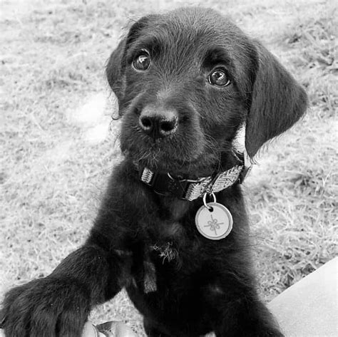 Pitbull Poodle Mix Info Pit Boodle Pictures Facts And Faq Pet