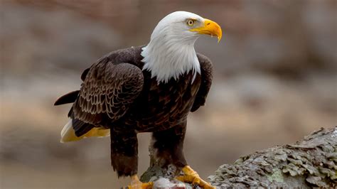 Bald Eagle Height At Elijah Gannon Blog