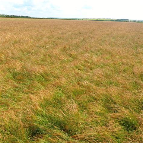 Grasses And Legumes Trawin Seeds