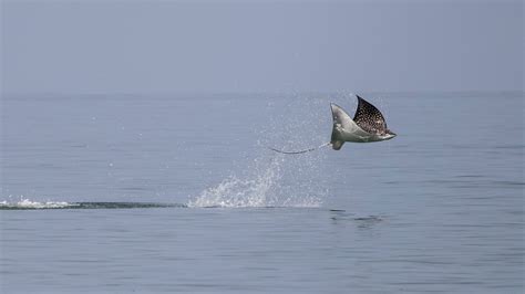 Spotted Eagle Ray Jumping Out Water