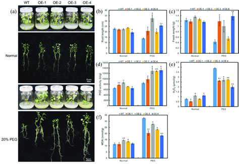Responses Of Transgenic And Wt Sweet Potato Plants Cultured For 4 Weeks