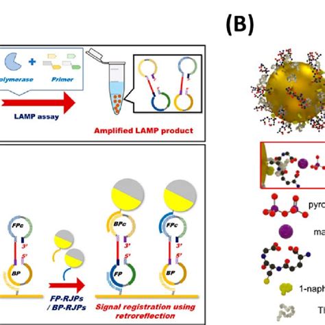 Optical Detection Methods Of Lamp Amplicons A Schematic Download Scientific Diagram