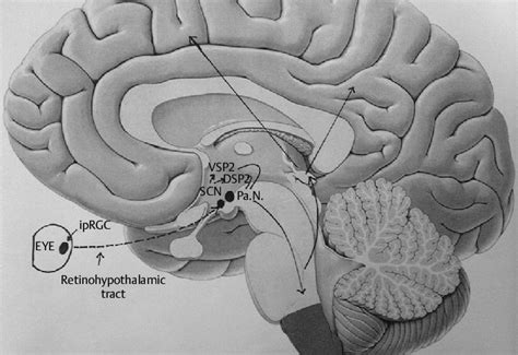 Retinohypothalamic Track Pathway Intrinsically Photosensitive Retinal