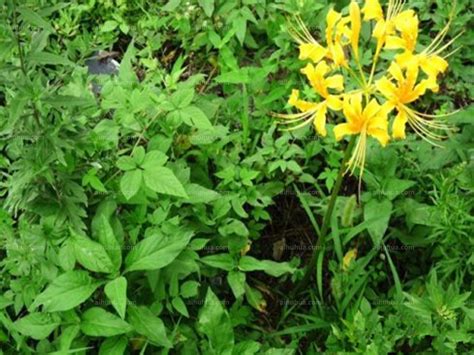 黄海棠图片夏季的黄海棠图片大全 花卉网