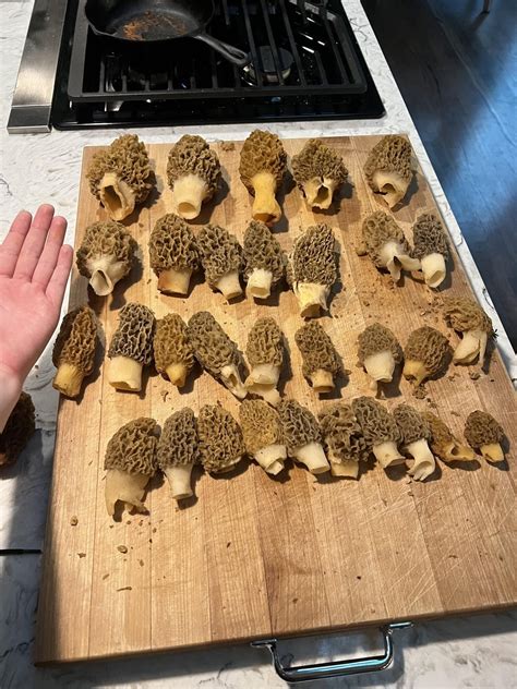 Best Haul Ever Rmushroomhunting