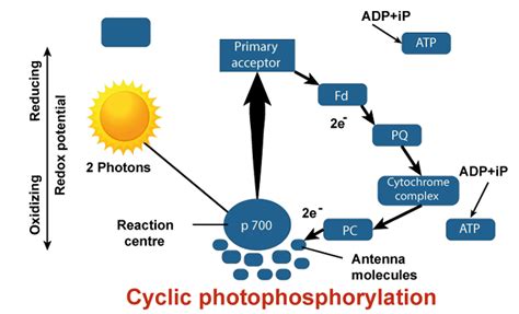 Noncyclic Photophosphorylation