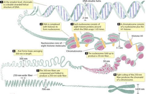 Topic 32 Chromosomes Amazing World Of Science With Mr Green