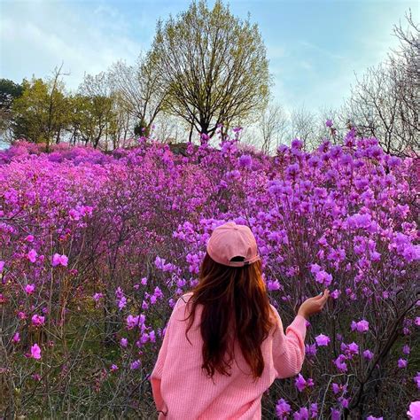 부천 원미산 진달래축제 주차장 관람코스 즐길 거리 네이버 블로그