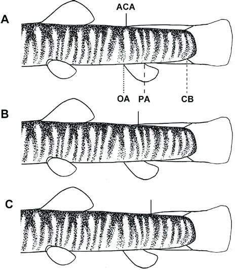 Location Of The Adipose Crest Anterior Along Dorsal Midline Of Caudal