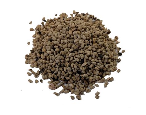 Shrub Seed Red Raspberry Treeseedsca