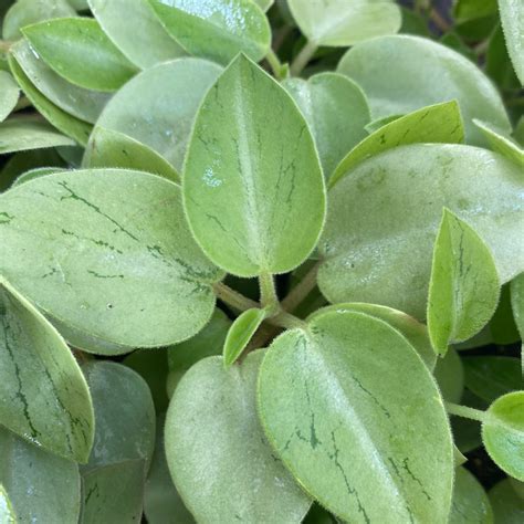 Peperomia Pixie ‘lime The Watered Garden