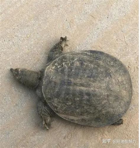 如何分辨甲鱼和乌龟？ 知乎