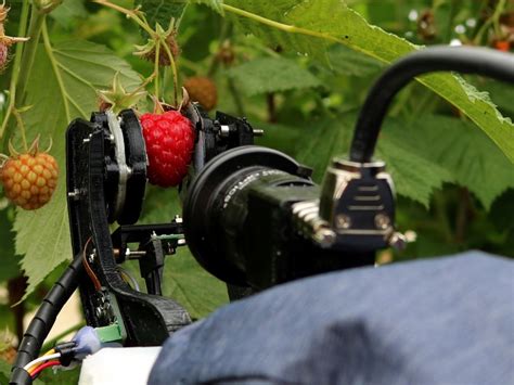 uk fruit grower tests raspberry picking robot