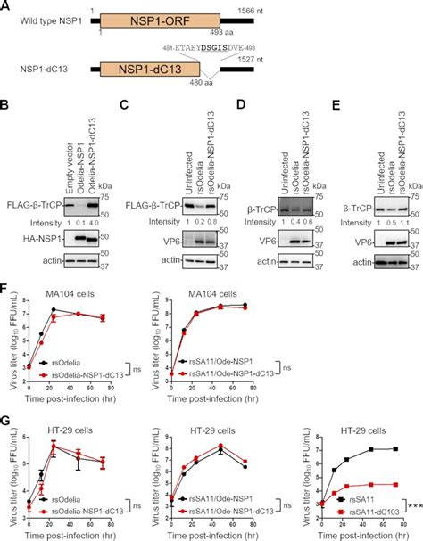 Reverse Genetics System For A Human Group A Rotavirus Pmc