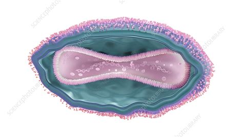 Monkey Pox Virus Structure Illustration Stock Image F0367979