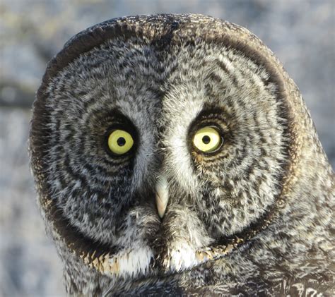 How Giant Faced Owls Snag Voles Hidden In Snow Current Science Daily