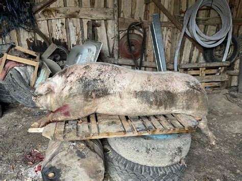 Parduodu Kiaule Skelbiu Lt