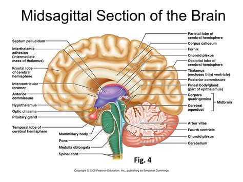 Midsagittal View Of The Brain Unlabeled