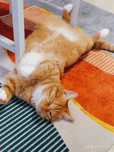 为什么橘猫越来越多人养了网友这几点真的太现实了 知乎