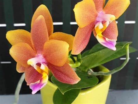 Фаленопсис Meidarland Chamber описание