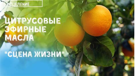 Про цитрусовые эфирные масла Youtube